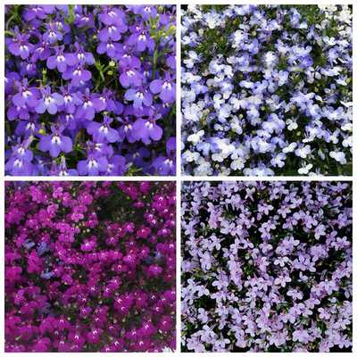 进口半边莲种子 六倍利花卉种孑园艺播种一年生Lobelia chinensis