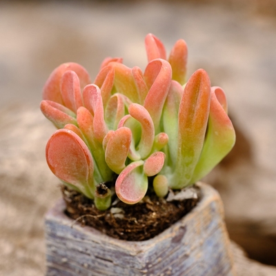 火狐狸 多肉植物 唐印变异