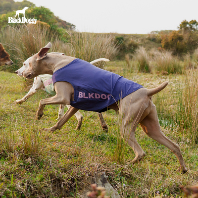 blackdoggy夏季冰丝狗狗背心户外凉感防晒速干凉凉衣轻薄透气防虫