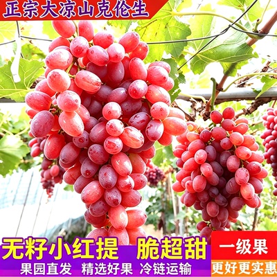 【原产地标】正宗大凉山克伦生