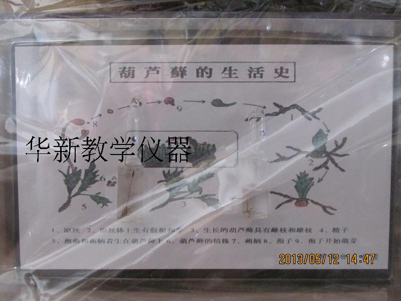 葫芦藓的生活史 生物教学标本模型 幼儿园早教教材