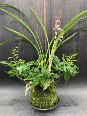 兰花苔藓球带花苞狼尾蕨类菖蒲组合室内好养花卉盆栽懒人水培绿植
