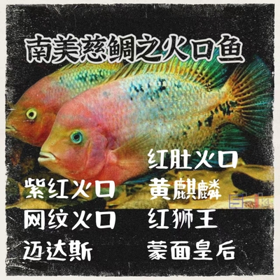 大型南美慈鲷红苹果紫红火口网纹火口红肚火口淡水观赏鱼美鲷