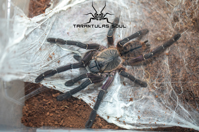 幻影树老虎蜘蛛TS爬魂