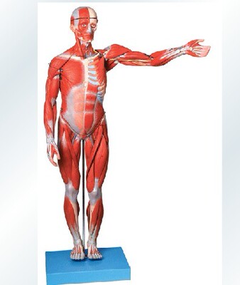 人体全身肌肉附内脏模型(自然大)A11301/2