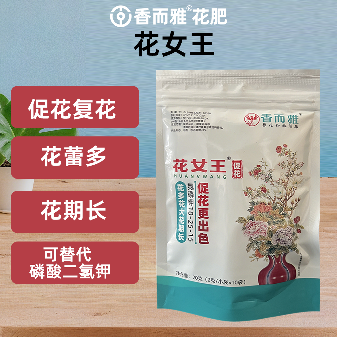 香而雅花女王 花多花期长促花更出色三角梅月季多肉植物通用