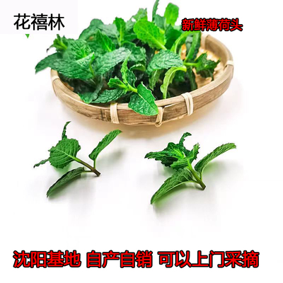 沈阳新鲜薄荷尖 薄荷叶摆盘装饰烘焙调酒奶茶泡水现采现发可采摘