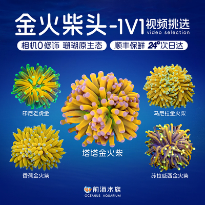 金火柴头珊瑚印尼沙巴马尼拉