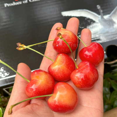 黑天鹅斯凯拉雷Skylarrae车厘子