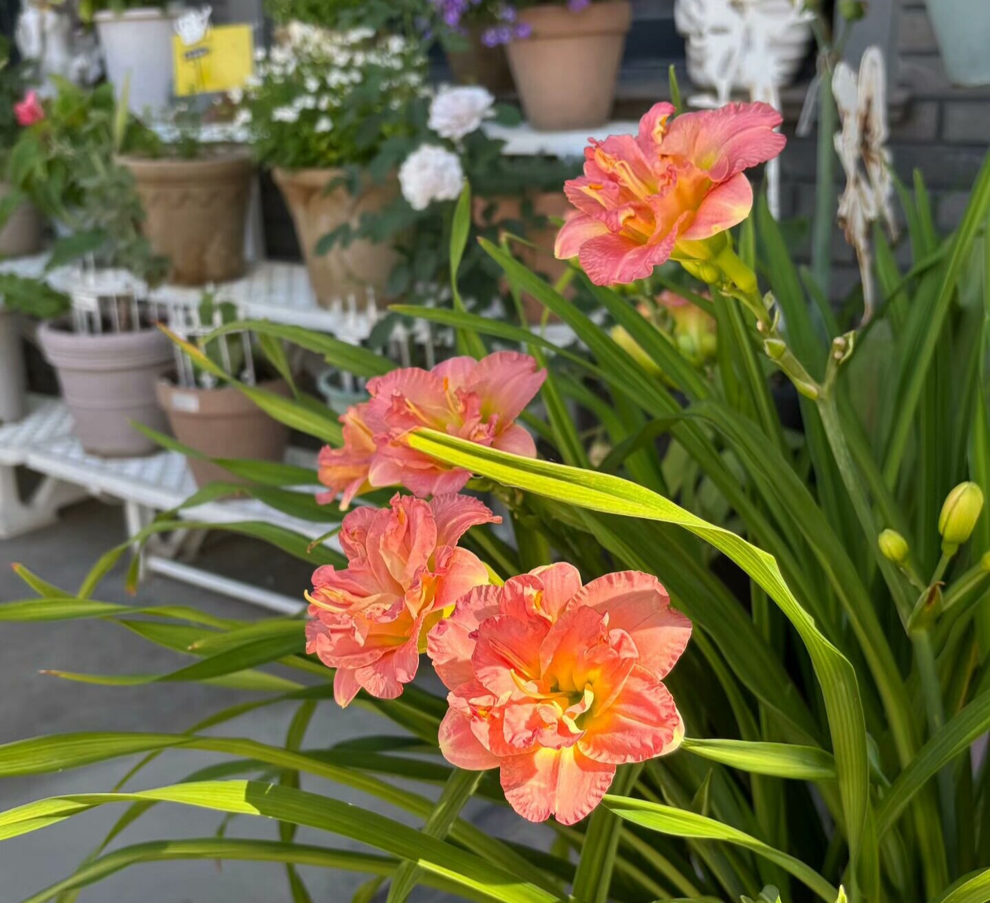 萱草花◎蕾丝方巾◎中型丰花品种◎裸根/耐寒耐旱/花在云间