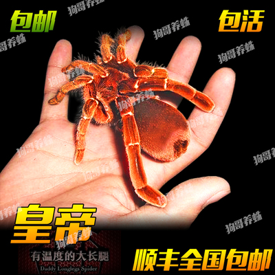稀有收藏高端皇帝巴布小母凶猛穴居蜘蛛活体宠物爬宠长寿好养粗壮
