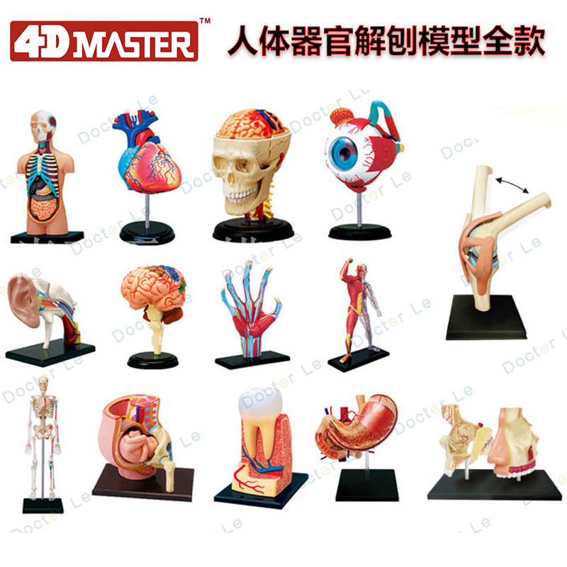 4DMASTER拼装人体模型内脏脑颅骨肌肉手骨架眼耳牙胃心脏妊娠膝关