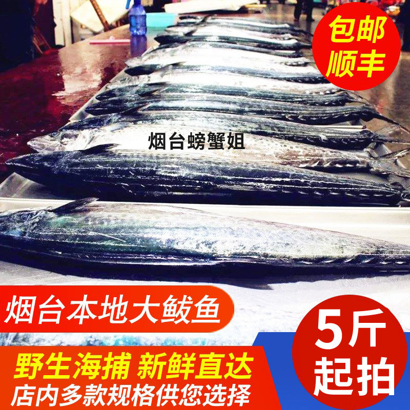 超大马鲛鱼大鲅鱼新鲜鲜活冷冻超大鲜大海鲜10斤20斤选择整条包邮