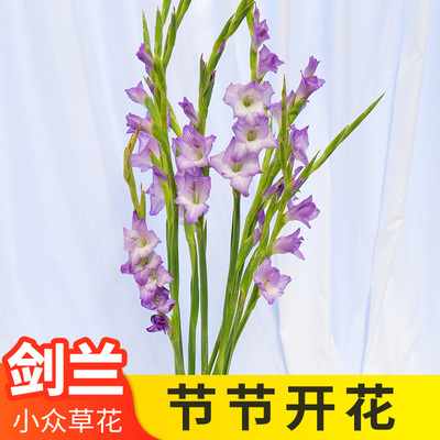 云南基地直发剑兰鲜花家庭插花