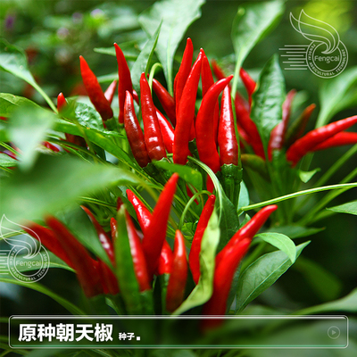 朝天椒种子特辣春季小米辣椒苗盆栽种植疏菜蔬菜籽种籽高产孑大全