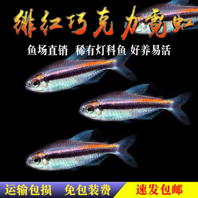 绯红巧克力霓虹小型灯鱼热带鱼南美高端草缸鱼观赏鱼