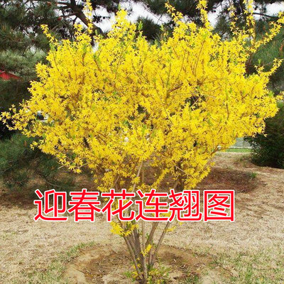 迎春花造型下山绿化花苗攀援植物