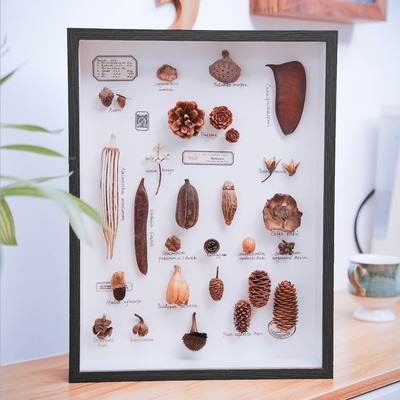 立体中空相框蝴蝶贝壳标本动植物树叶果实石头昆虫diy收纳画框