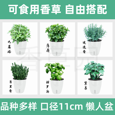 新鲜可食用香草盆栽自动吸水盆