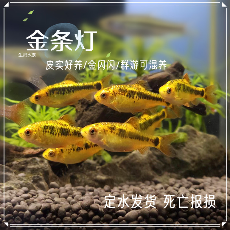 包邮金条灯冷水鱼灯科鱼群游鱼鱼红绿灯观赏热带鱼易养灯鱼