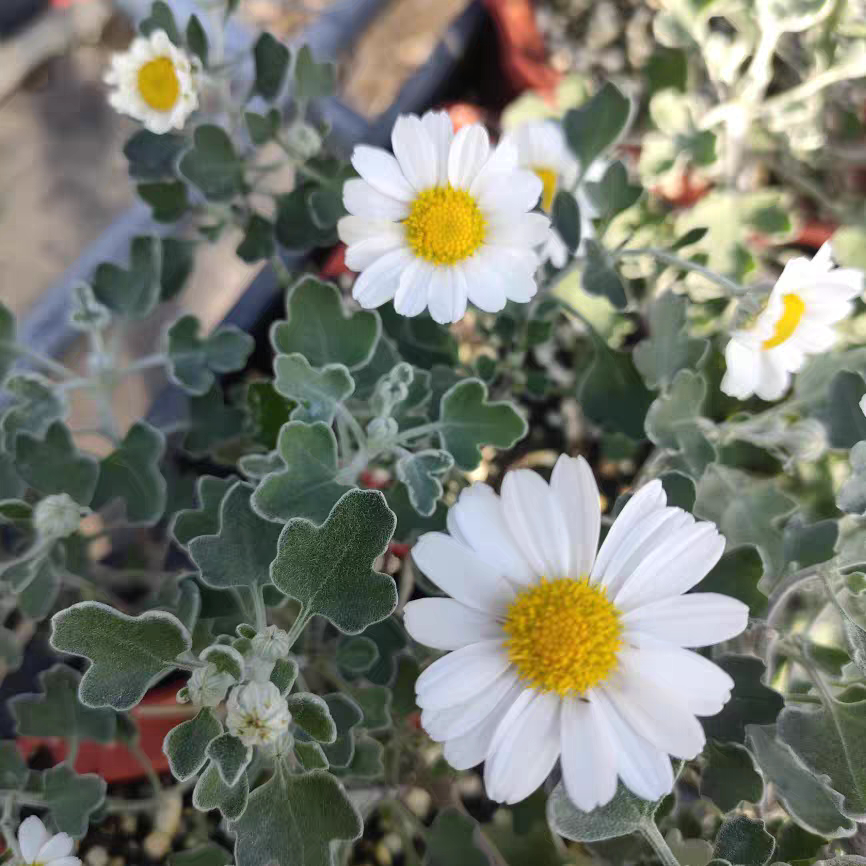 日本高山雅菊,白花黄花,耐寒耐热,山野草盆景菊好养