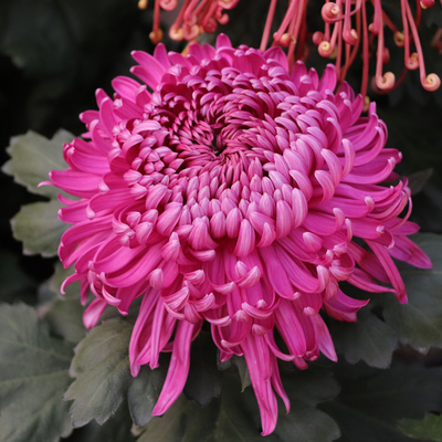 洹水桃花菊阳台庭院秋季包对版