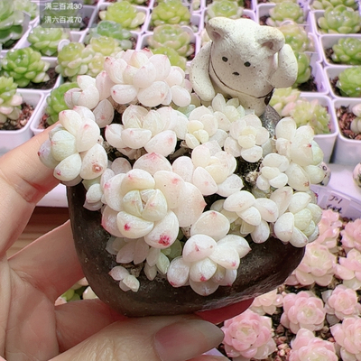 冰玉，几群拼的，带盆土，盆是赠品不售后