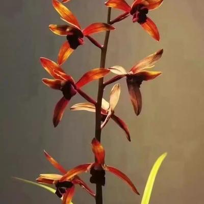 贵州蕙兰传奇兰花苗红素老种高档名品名贵兰草浓香型花卉国兰盆栽