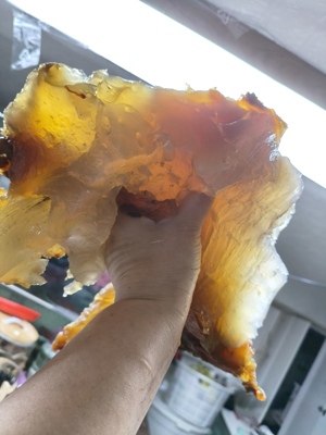 土太岁泡沫很多肉灵芝野外挖的深土层