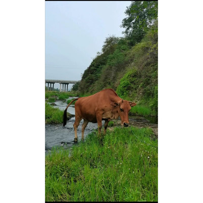 《直播称重》四川农村土黄牛放养吃百草土黄牛