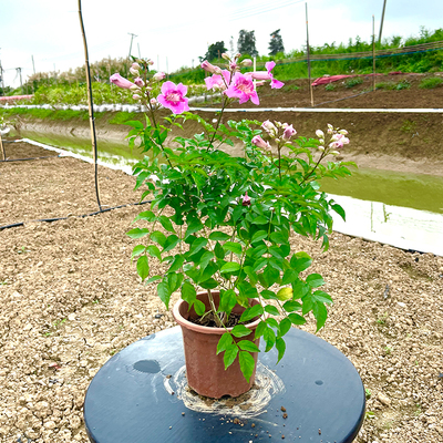 紫云藤非洲凌霄花庭院阳台四季花