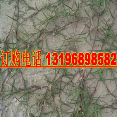 巴根草种子铁线草蟋蟀草 耙耕草种籽防水土流失巴根草籽 固土护坡