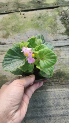 秋海棠粉色花