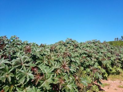 四川新鲜红蓖麻叶 蓖麻子叶 干品大麻子草麻树叶 红杆蓖麻叶子
