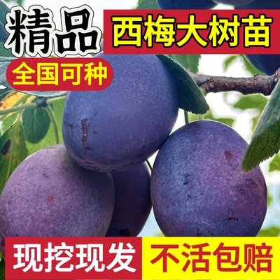 特大西梅树树苗-正宗包对版