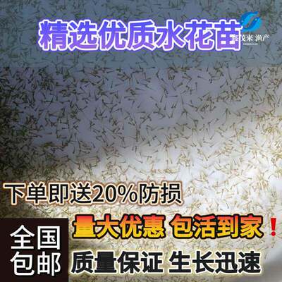 鳗鱼水花鱼苗白鳝原生河