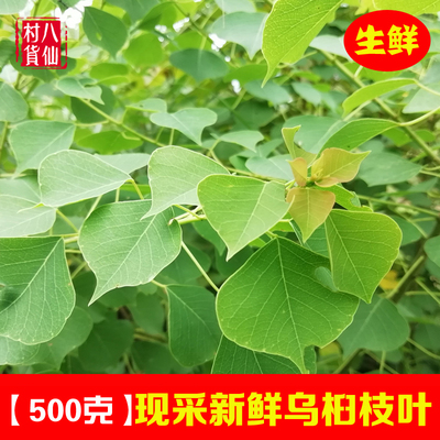 新鲜乌桕桕子树中草药乌桕枝叶