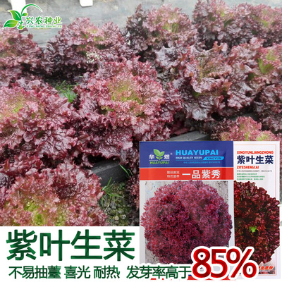 一品紫秀紫叶生菜种子农家四季紫色蔬菜种籽阳台春夏秋四季青菜籽