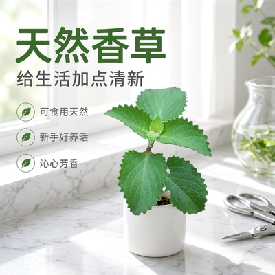 左手香苗绿植到时香苗还魂草 太子香苗 排香草苗植物可食用好养活