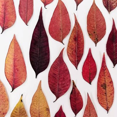 diy植物标本树叶压花干花装饰