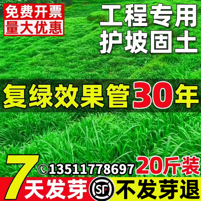 护坡固土草籽耐寒耐旱复绿专用