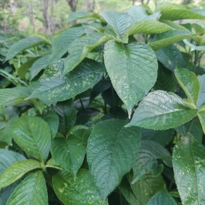 黑面将军叶子 黑面将军枝叶脆叶马兰盆栽苗绿植马兰植物室外新鲜