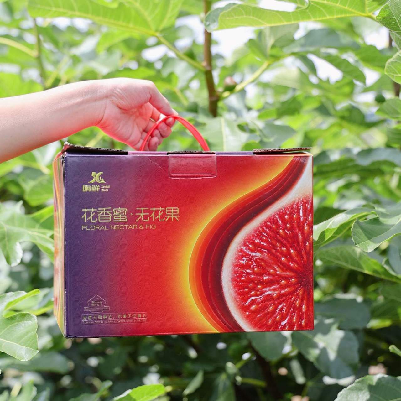 响鲜花香蜜·无花果（芭劳奈）一叶一果养分归一本味天成