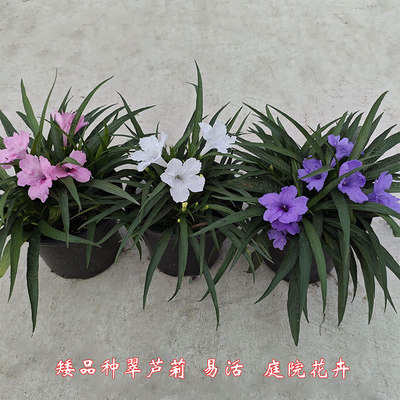 耐热翠芦莉盆栽庭院花期长易活
