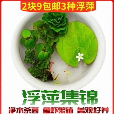 鱼缸浮萍活体水草除NO3净水质吸收肥力水葫芦睡莲四季绿植微景观