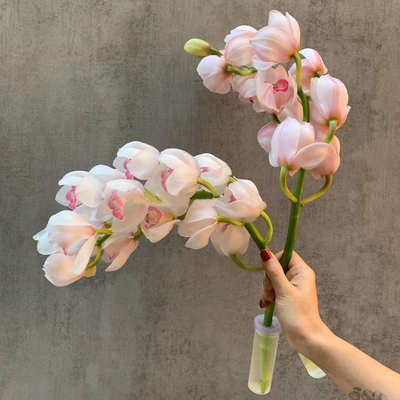 诱惑大花蕙兰鲜花