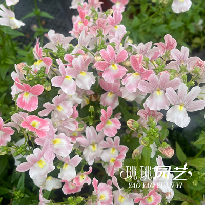 珧珧园艺龙面花苗带花发货耐寒花期长花园阳台植物爆花神器易养护