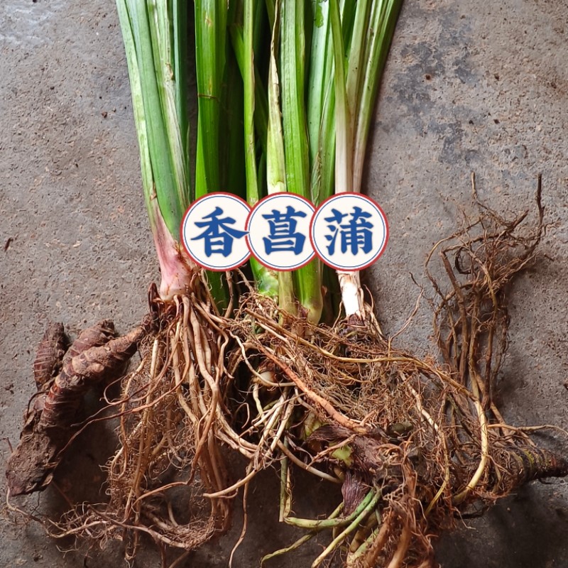 水菖蒲水生水培植物香菖蒲可盆栽净化草观赏菖蒲香菖蒲池塘绿植