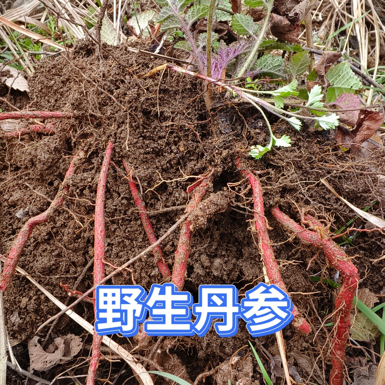 纯野生紫花丹参整棵天然无污染人工现挖紫花野丹参茶桐柏山血管参