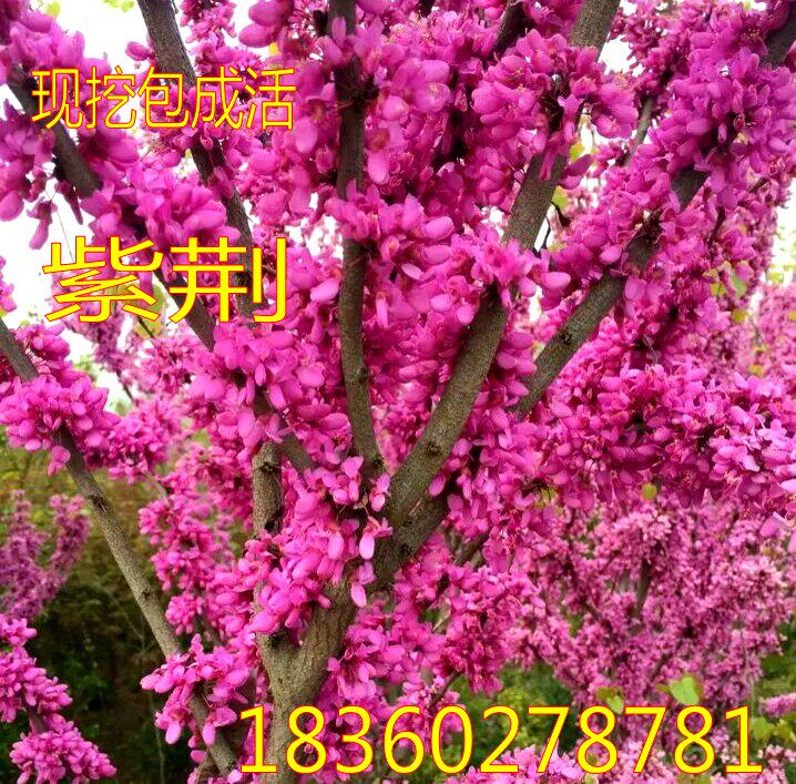 紫荆苗庭院绿化树木 紫荆树苗 紫荆花苗 满条红 花卉观花植物